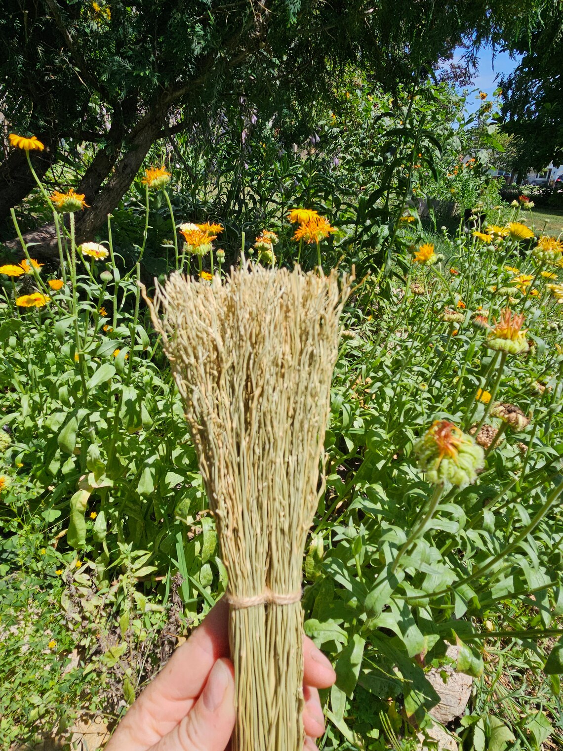 Cobweb.broom Besom ~ Natural Broom Corn W Jute Twine ~ Simple Small ...