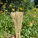 Cobweb.broom Besom ~ Natural Broom Corn W Jute Twine ~ Simple Small ...