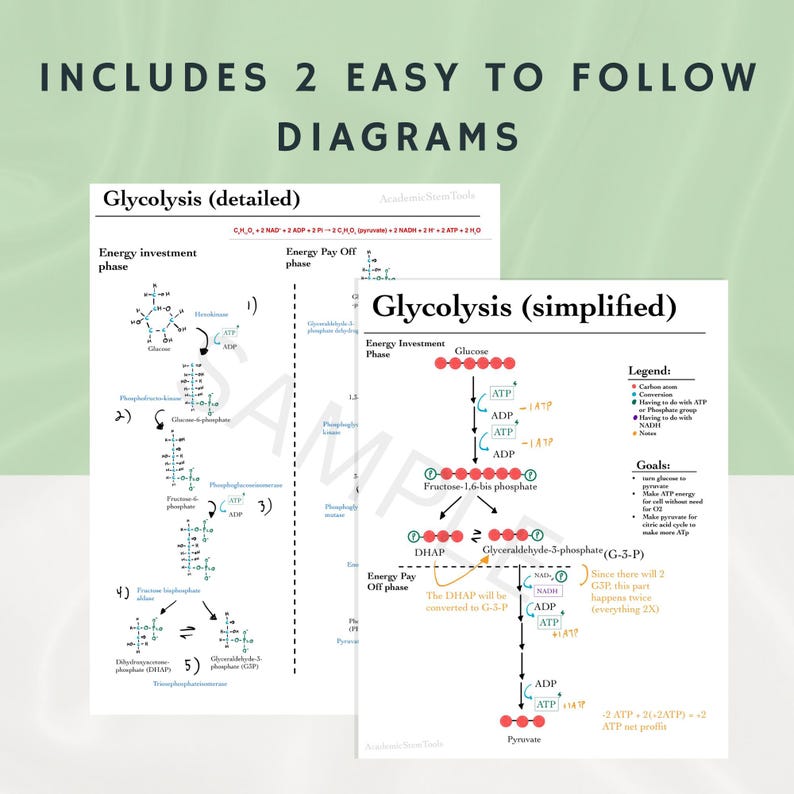 Glycolysis Study Pack: Visual Flashcards & Pathway Diagrams (goodnotes ...