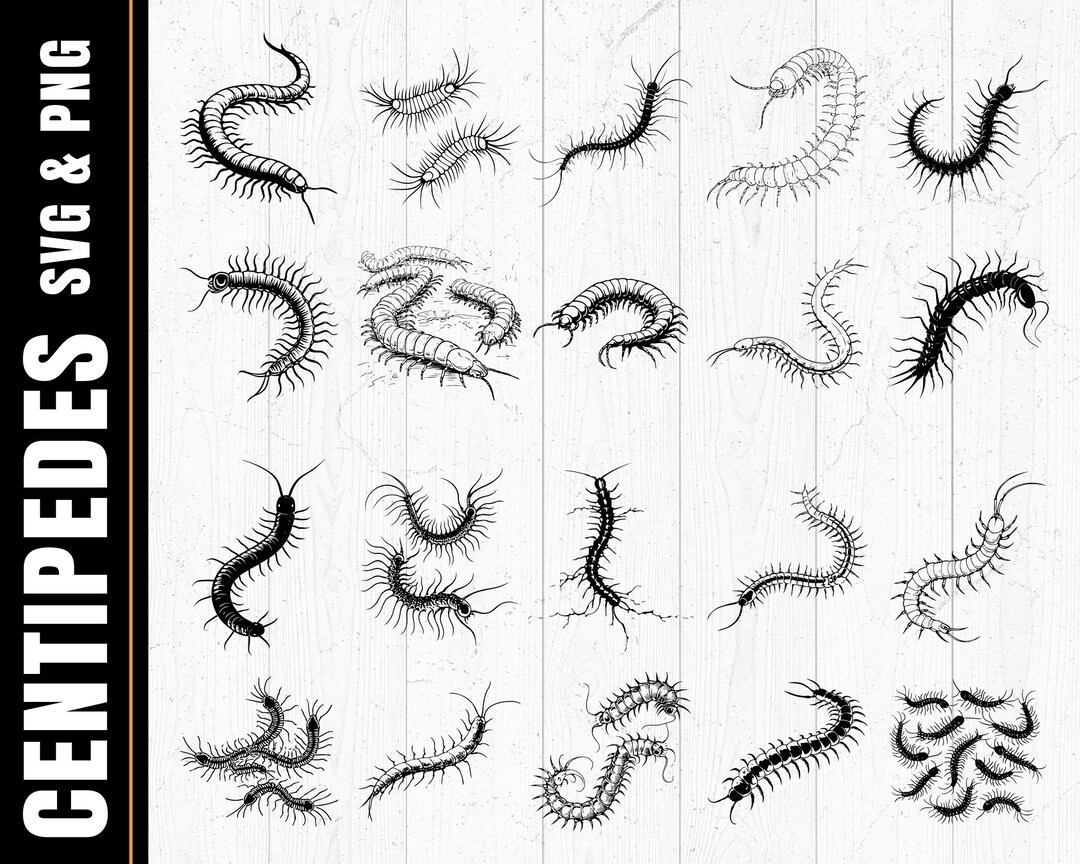 Centipede SVG PNG Bundle, Insect Silhouette Clipart, Cricut Cut Files ...
