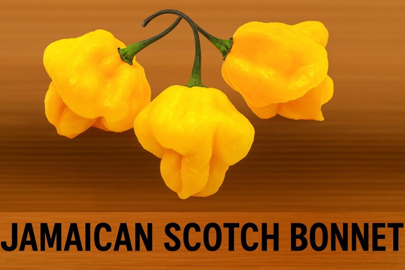 Fresh Jamaican Yellow Scotch Bonnet Peppers – Superhot Chili ...