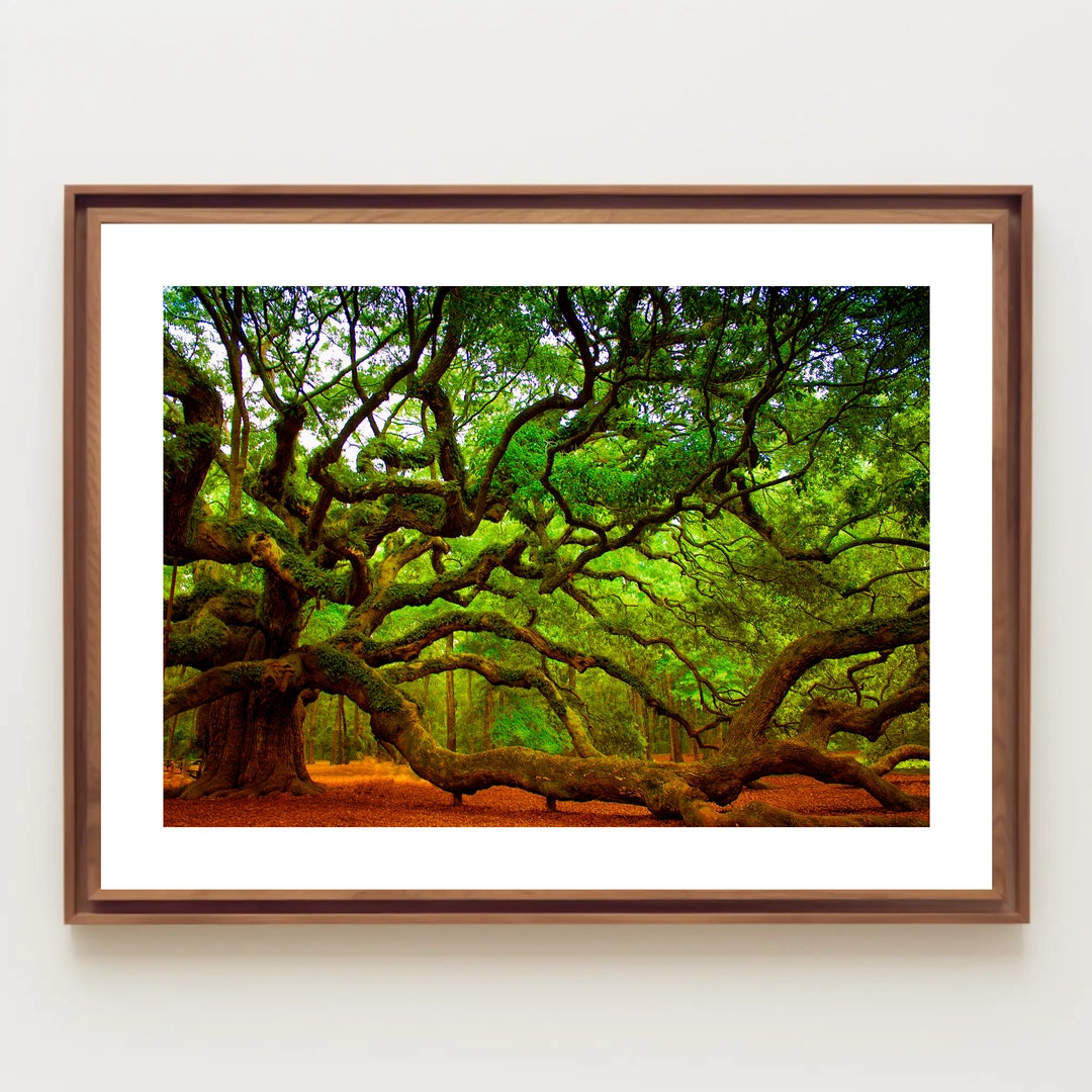 Oak Tree in Charleston SC, Angel Oak Tree, Charleston Prints, Tree Wall ...