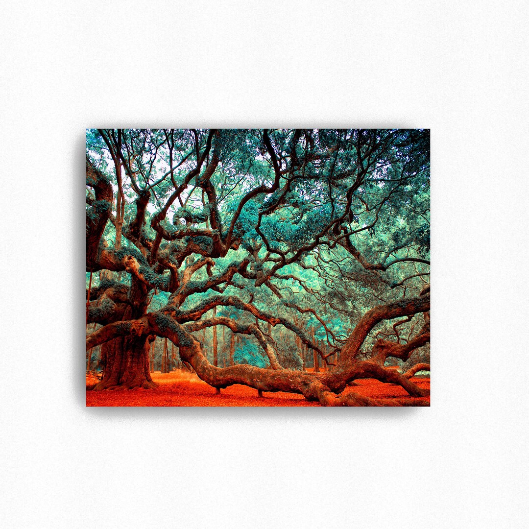 Canvas Wall Art Nature, Angel Oak Tree, Charleston SC, Large Canvas ...