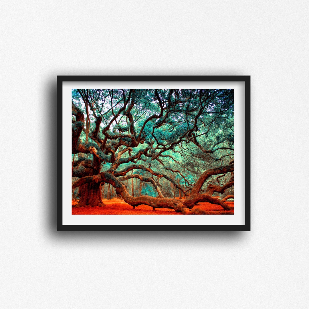 Angel Oak Tree Print, Charleston SC, Large Prints, Angel Oak Tree, Tree ...