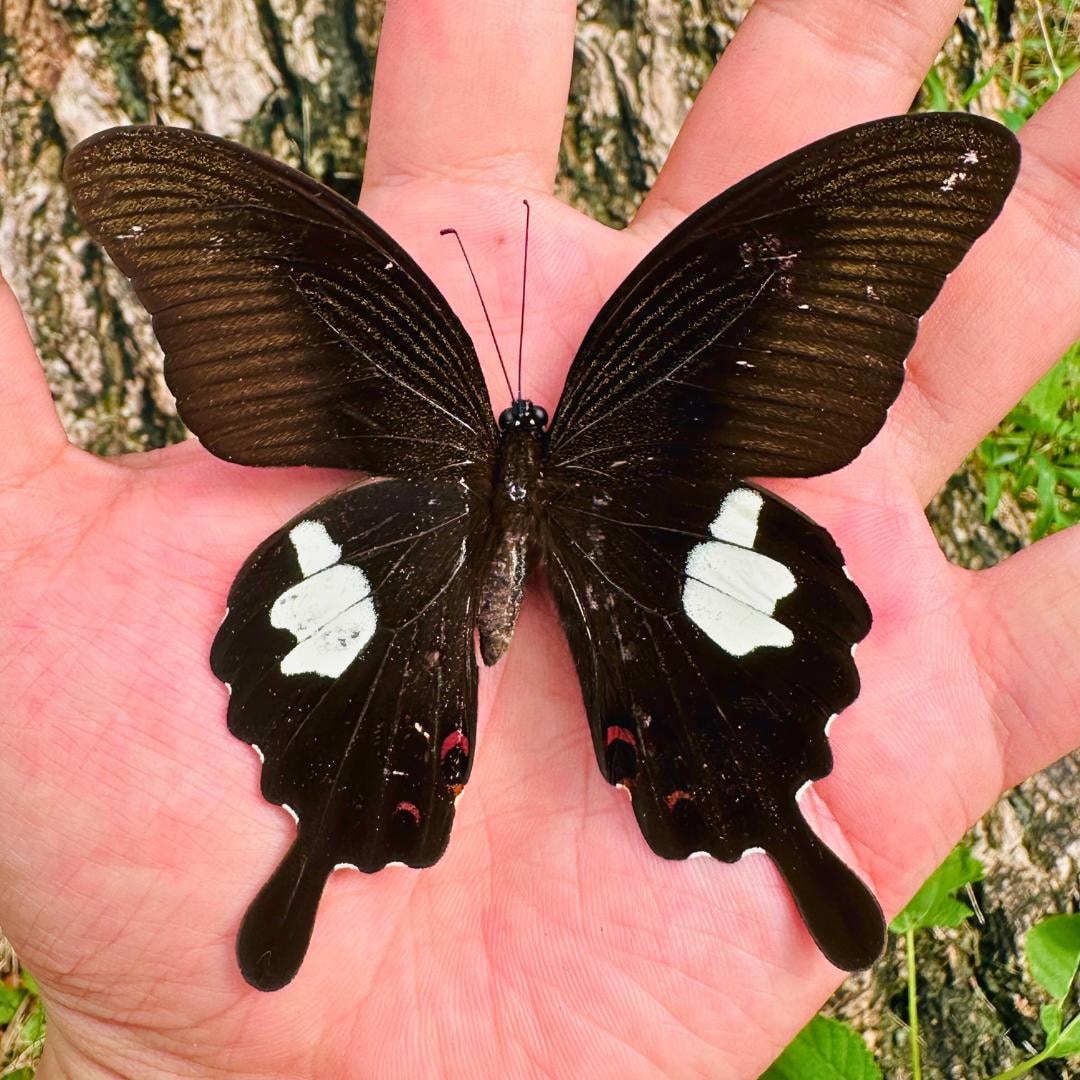Real Butterfly Specimen,butterfly Display, Preserved Lepidoptera for ...