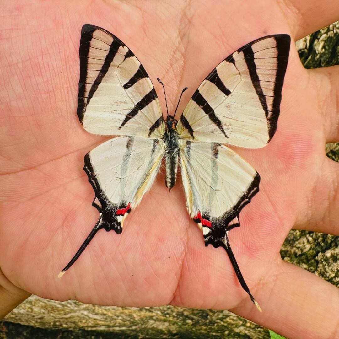 Real Butterfly Specimen, Butterfly Display, Preserved Lepidoptera for ...