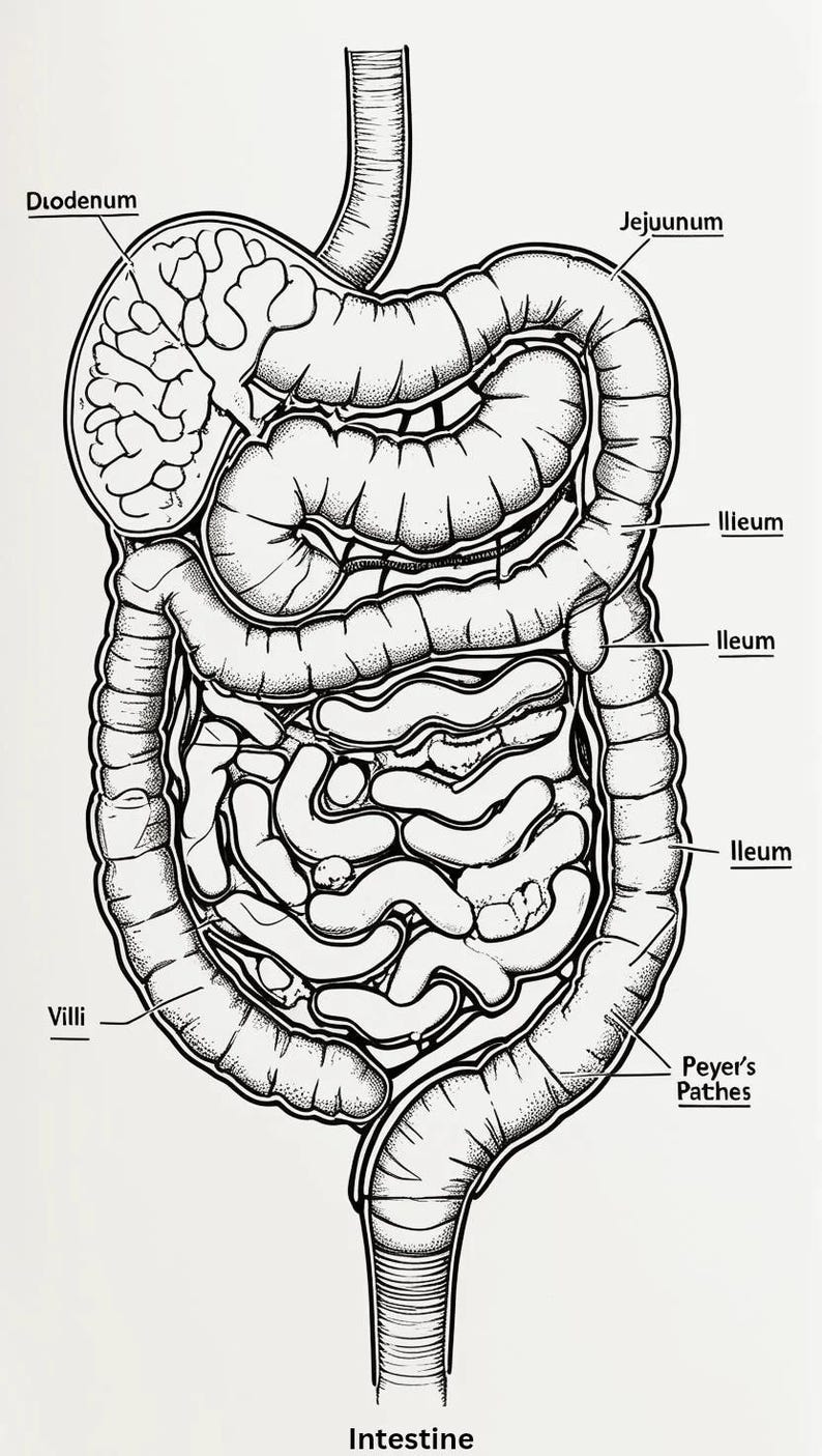 Human Anatomy and Organs With Labelling of Parts Digital Drawing Pdf - Etsy