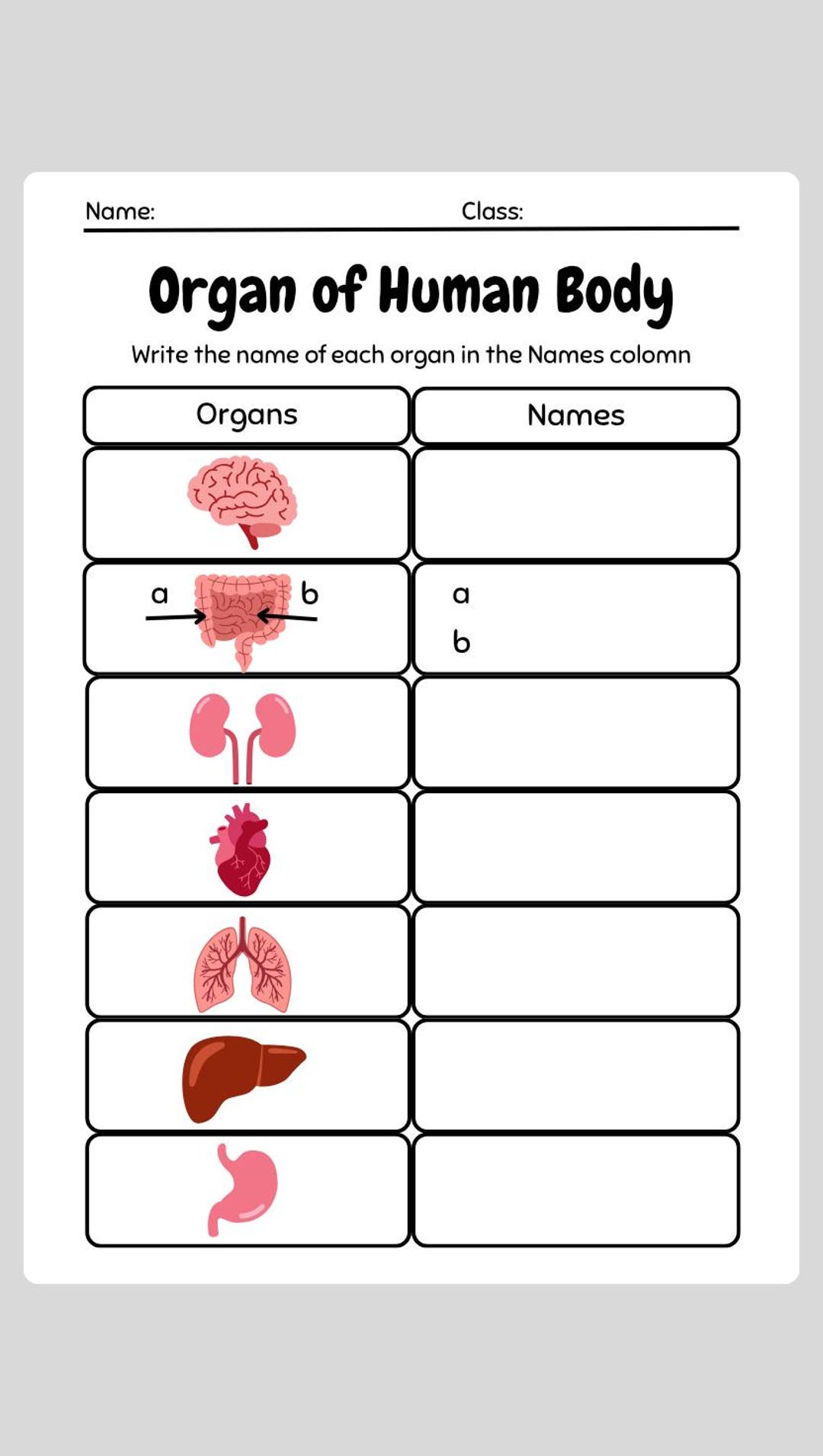 Human Anatomy and Organs With Labelling of Parts Digital Drawing Pdf - Etsy