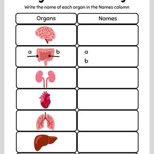 Human Anatomy and Organs With Labelling of Parts Digital Drawing Pdf - Etsy