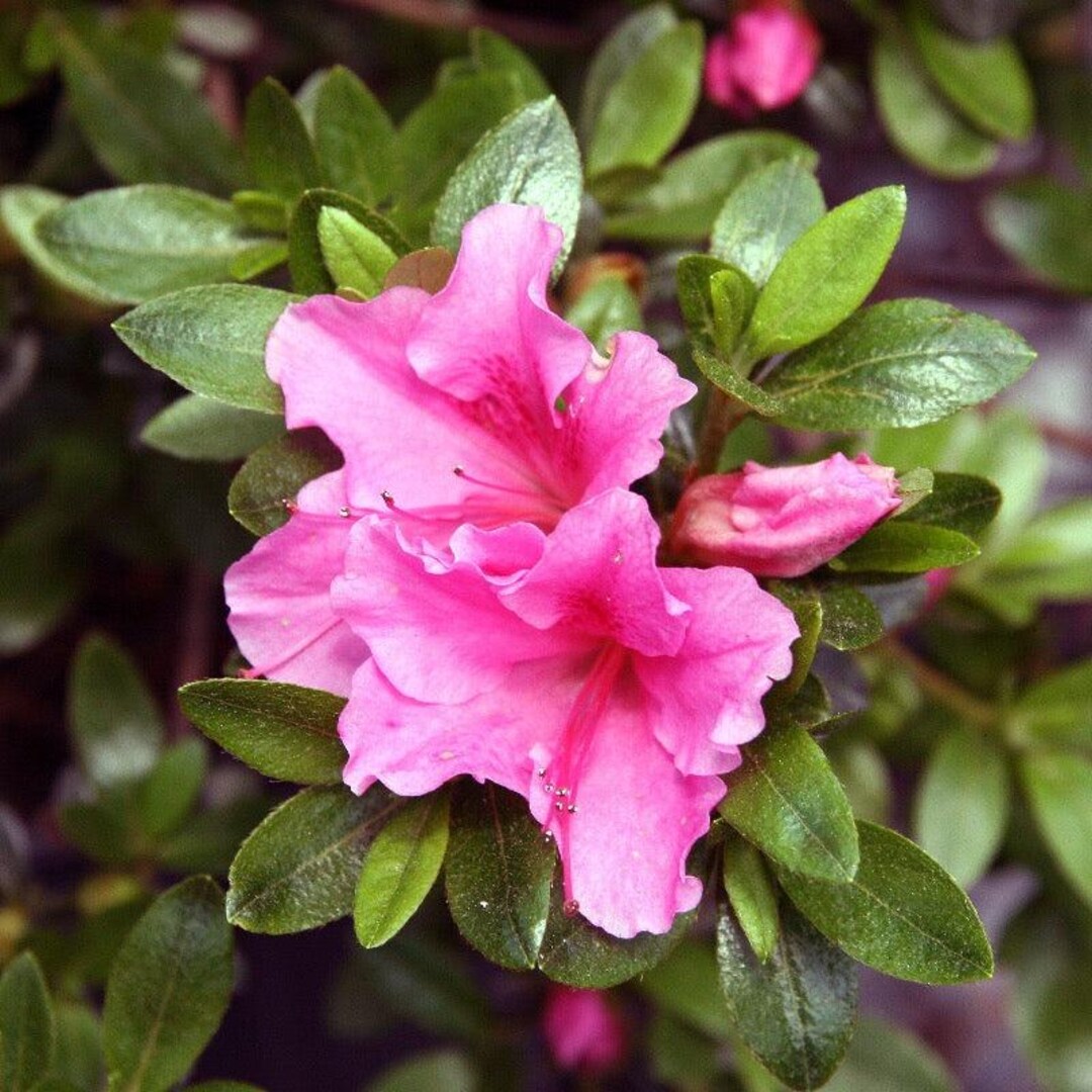 Azalea Gumpo Pink - 3 Gal - Etsy