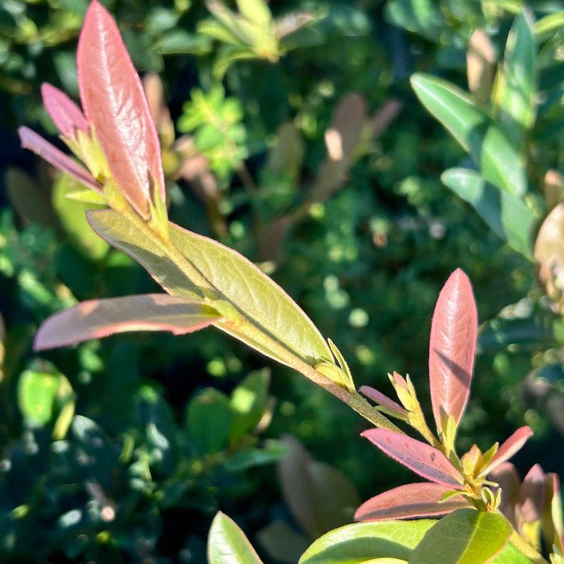 Distylium Blue Cascade® - Etsy