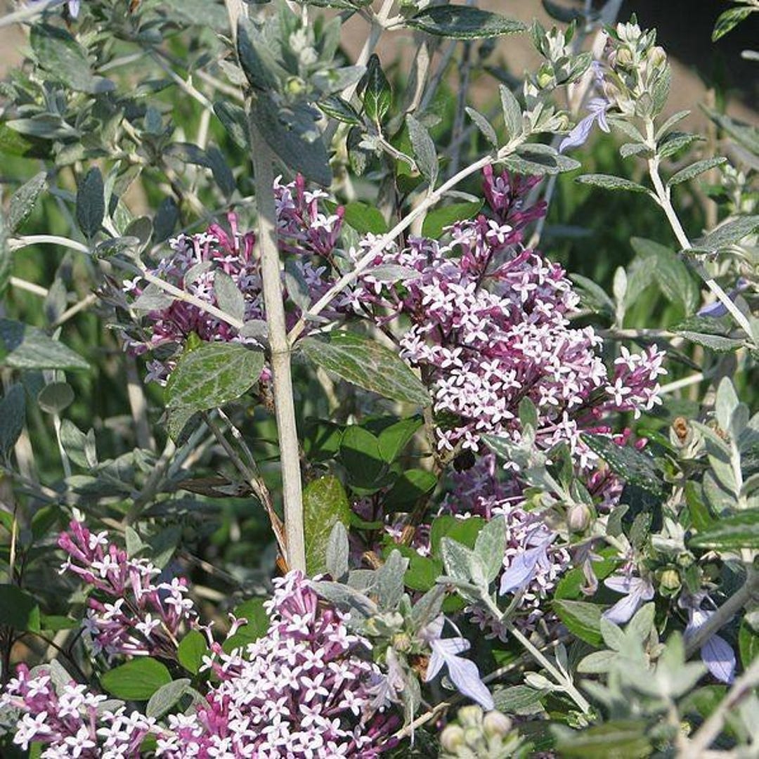Syringa Red Pixie - 3 Gal - Etsy