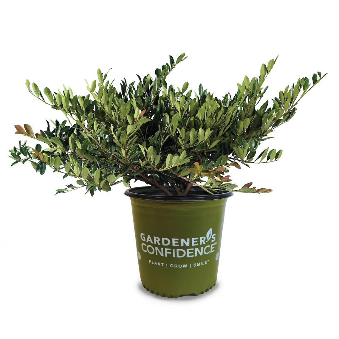 Distylium Blue Cascade® - Etsy