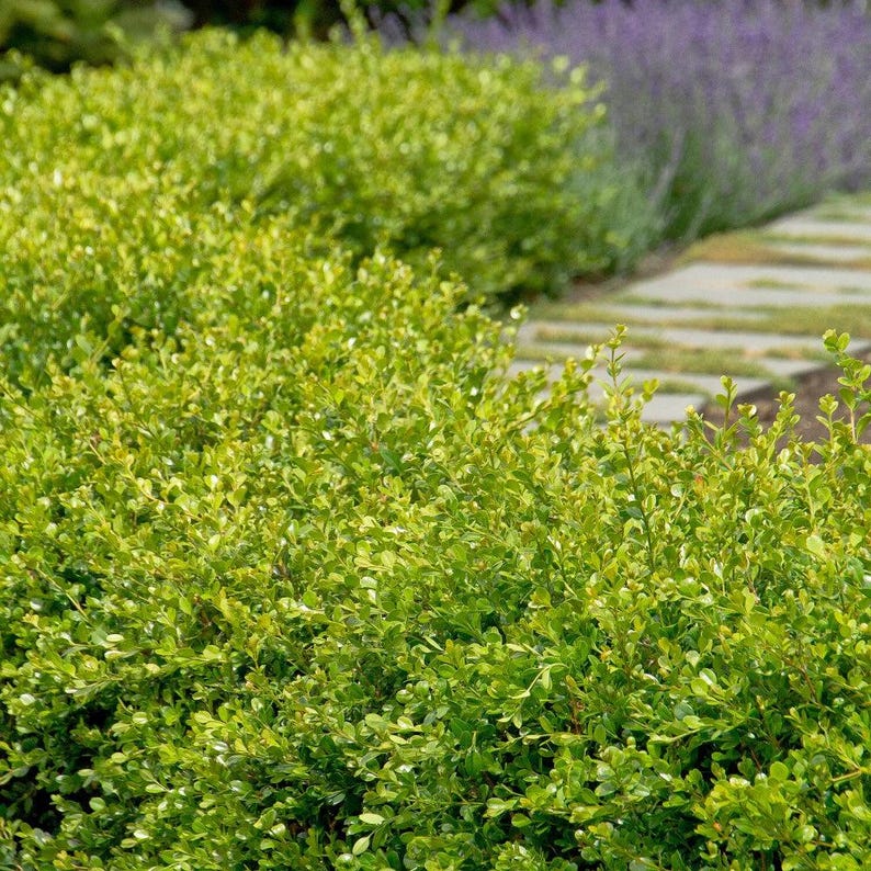 Buxus Winter Gem - Etsy