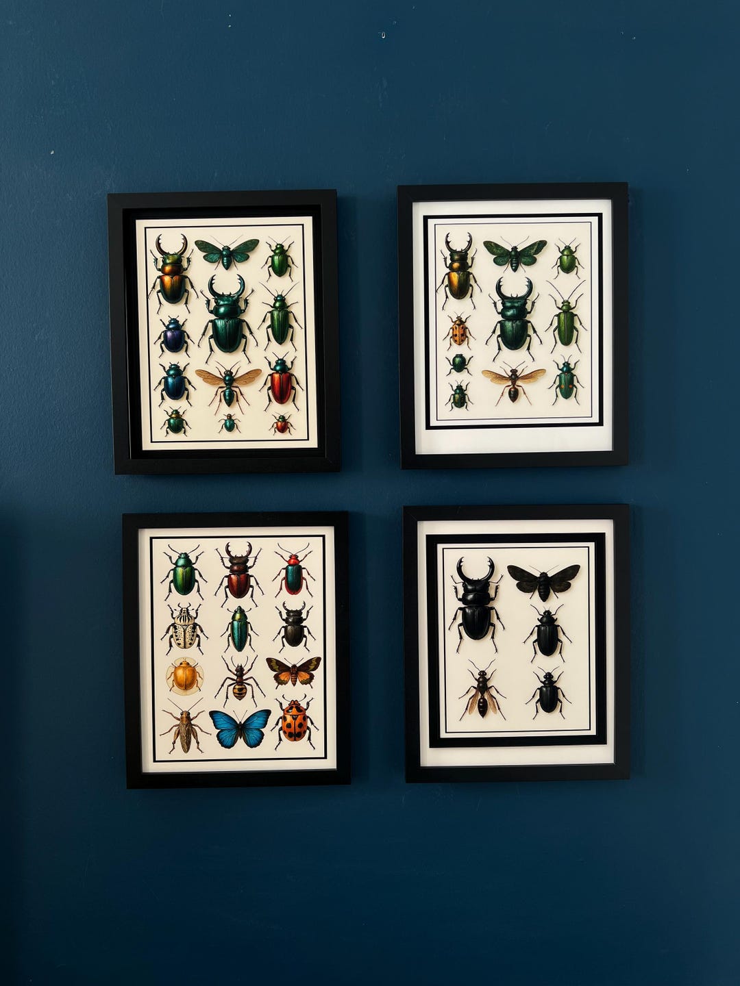 Set of 4 Hyper Realistic Insect Wall Art Prints, 8x10 Entomology ...