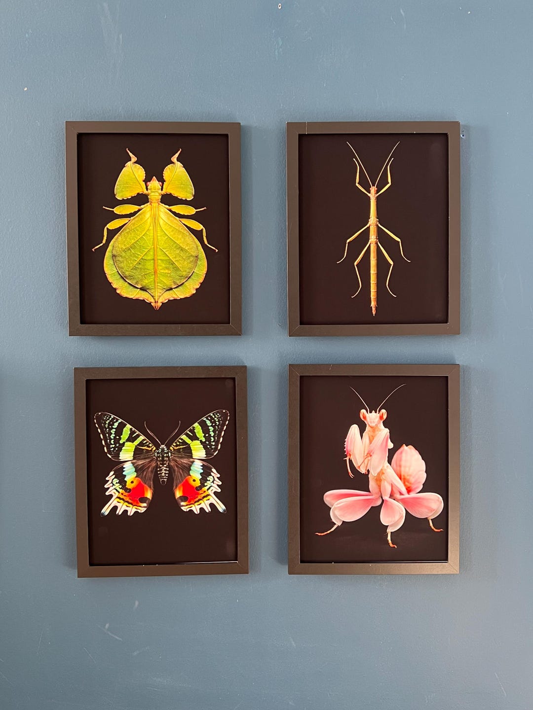 Hyper Realistic Insect Print Set of 4, Modern Natural Gallery Wall ...