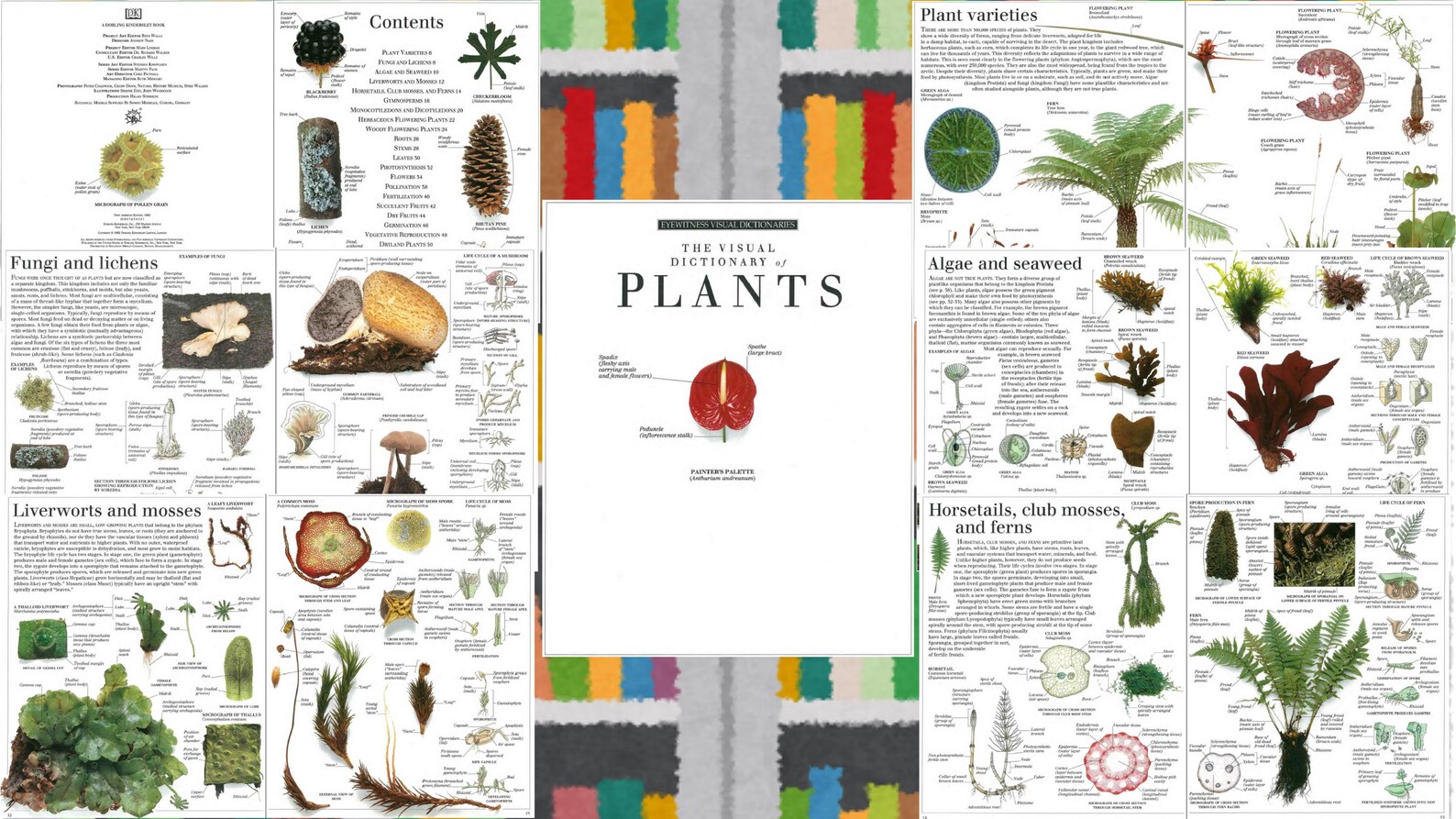 Visual Dictionary for Kids | Illustrated Learning E-books Bundle ...