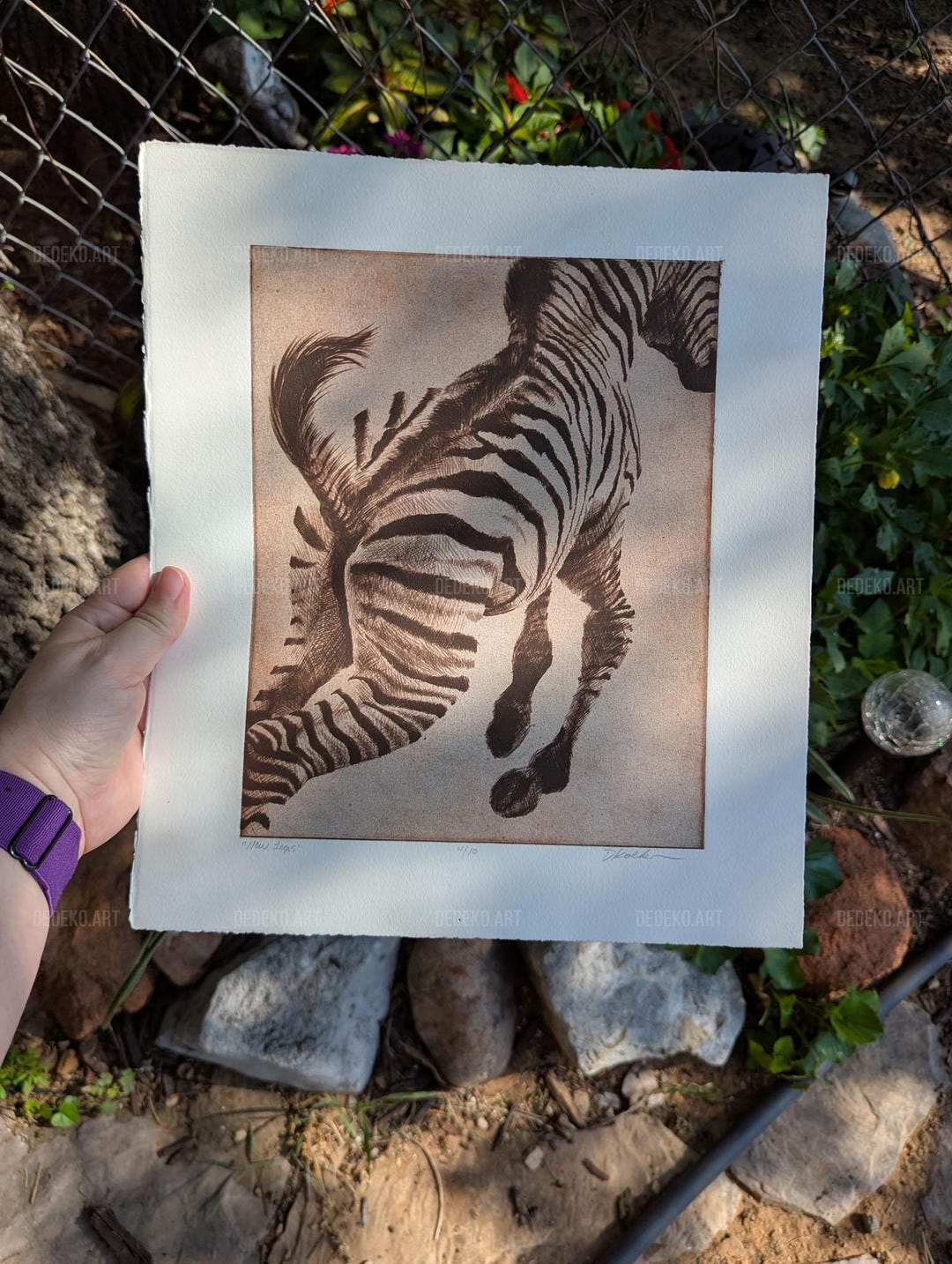 Baby Zebra Intaglio Print: Hand-printed Solarplate Etching, 8x10 Image ...