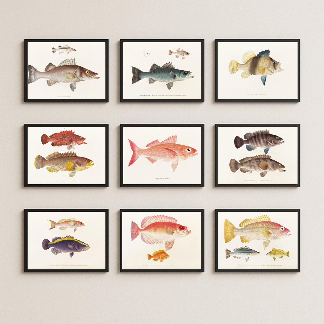 Set of 9 Vintage Fish Prints | Vintage Natural History Illustration ...