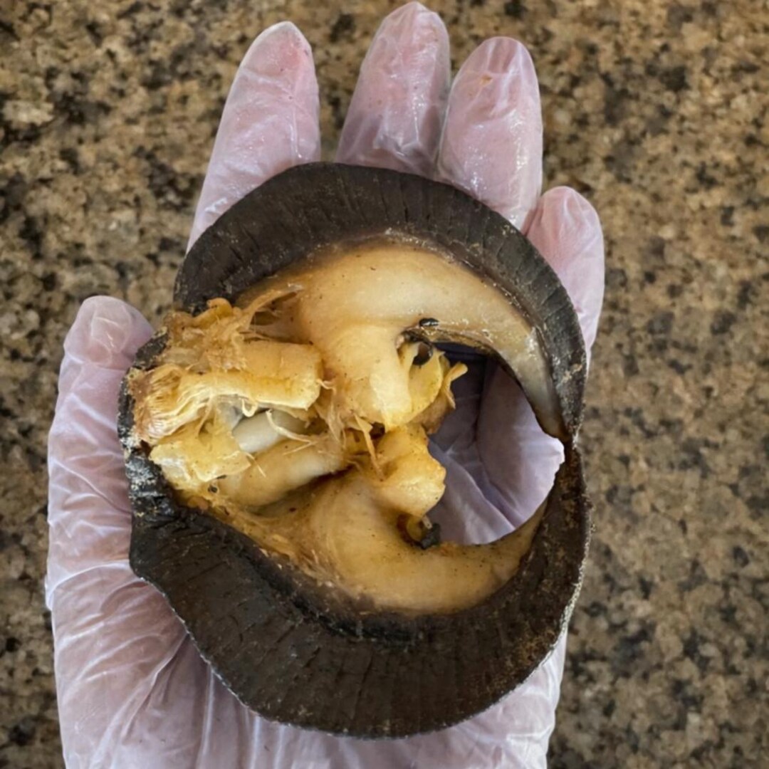 10 Jumbo Oven-dried Snails: Natural, Farm-raised - Etsy