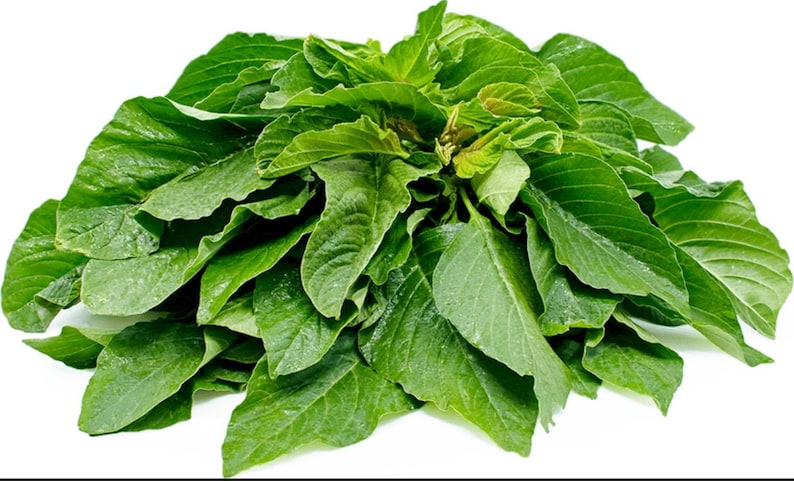 200-250 Efo Tete (african Amaranth) Seeds Fresh & High Yield ...