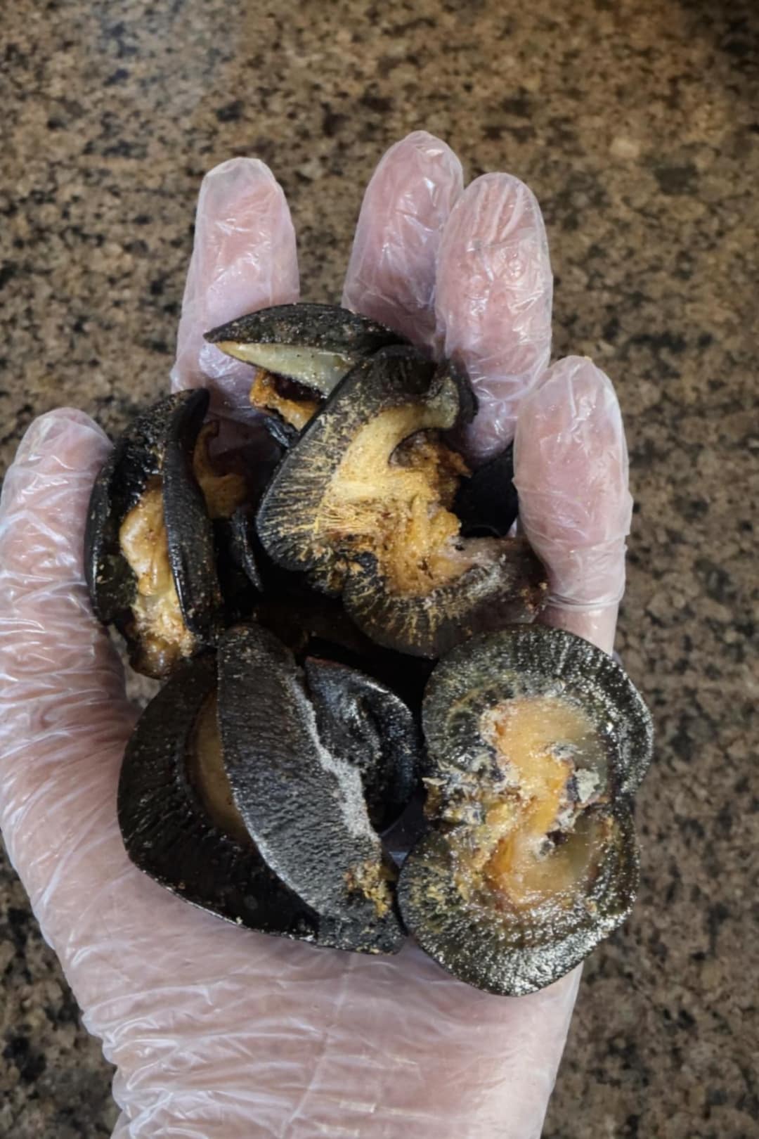 25 Small Oven-dried Snails: 25 Natural - 25 Small Snails - Etsy