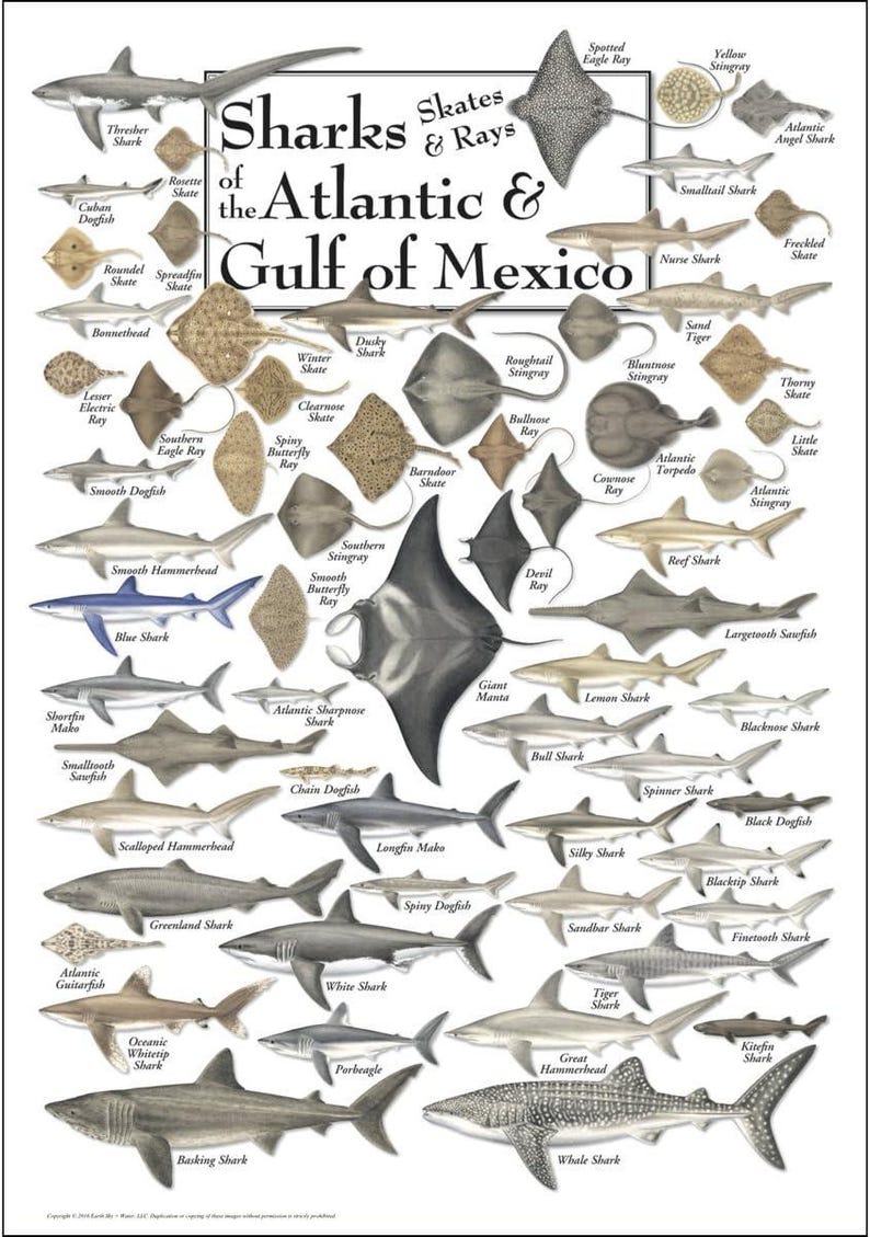 Atlantic Sharks, Skates & Rays Art Poster: Gulf of Mexico Illustration ...