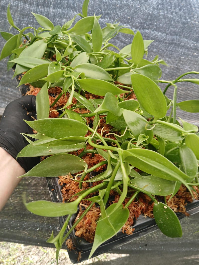 Vanilla Bean Starter Plant Plant - Etsy