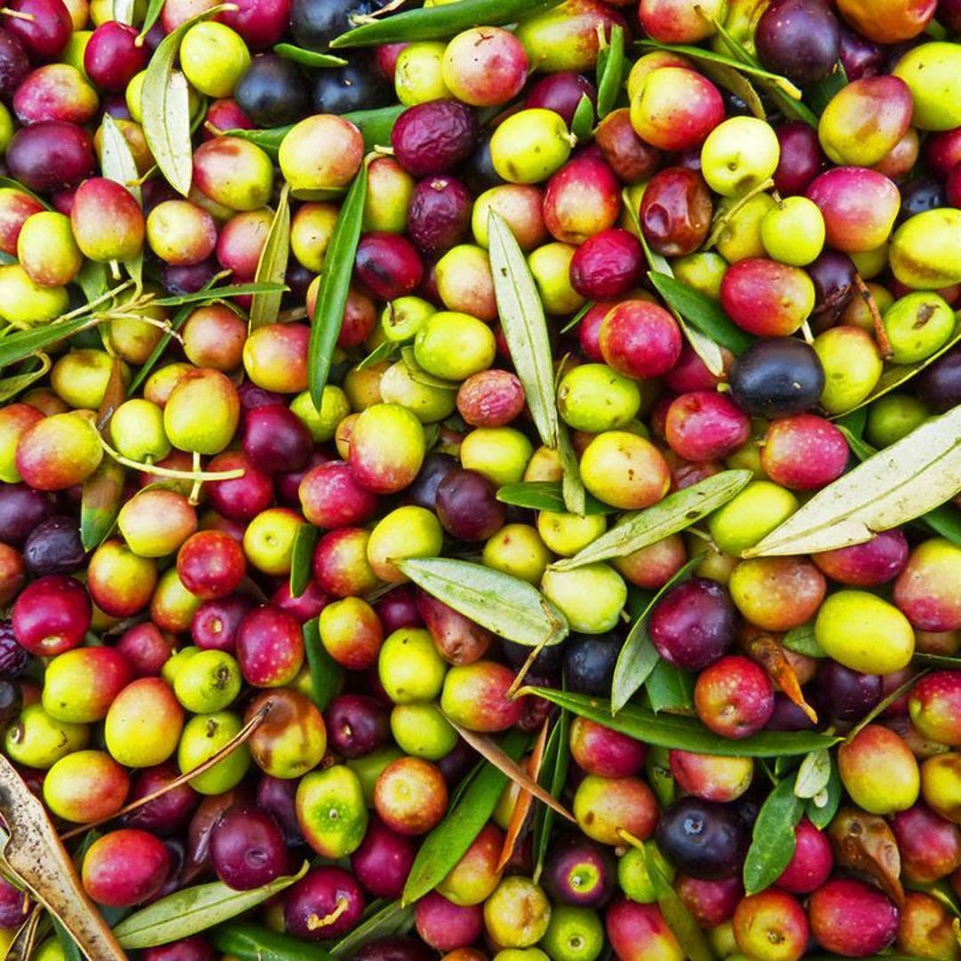 Arbequina Olive Starter Plant 8"-15" - Etsy