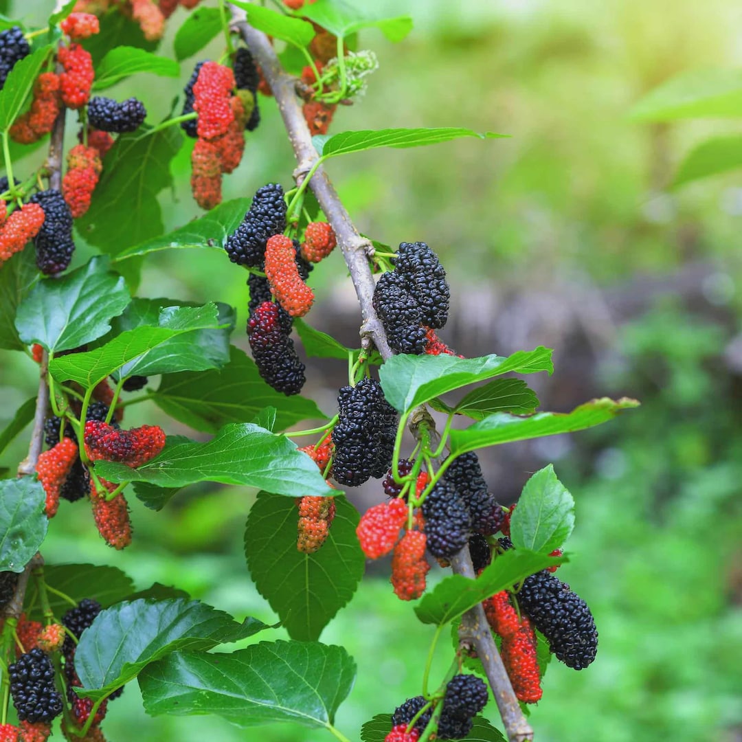 Dwarf Everbearing Mulberry Starter Plant 6"-12" - Etsy