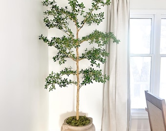 Black Olive Shady Lady Tree Plant in 7 Gallon Pot - About 84 Inches ...