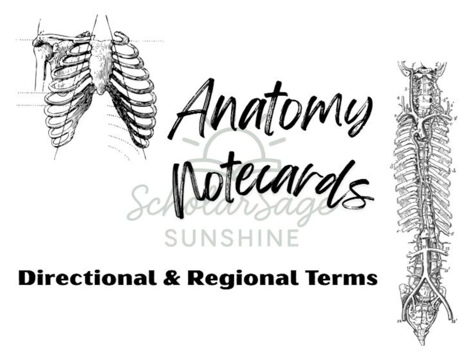 Anatomy Notecards - Directional and Regional Terms | Editable Study ...