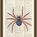 Spider Illustration Printed on a Vintage Dictionary Page, Halloween ...