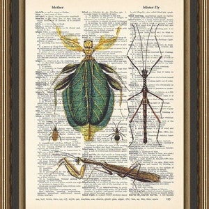 Insect Print 2 Beetle Poster Bug Decor Entomology Gift - Etsy