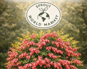 chinese flame tree zone