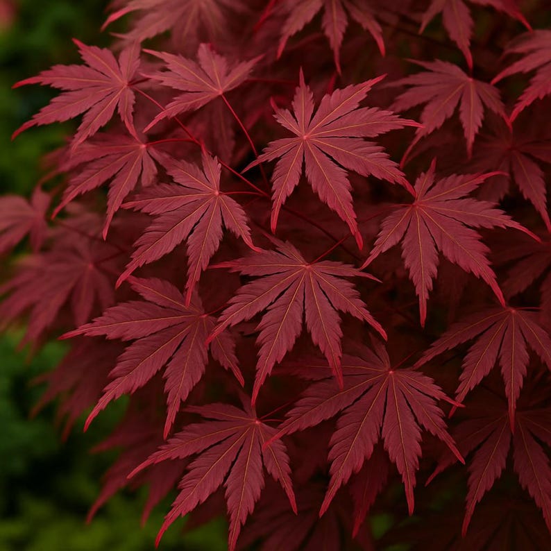 25 Bloodgood Japanese Maple Seeds – Ornamental Tree – Crimson Red ...