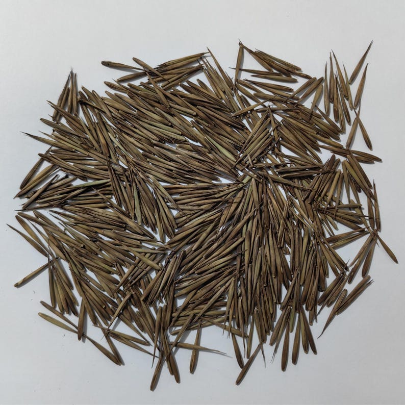 Moso Bamboo Seeds: Fast Growing Giant Timber, Privacy Hedge - Etsy