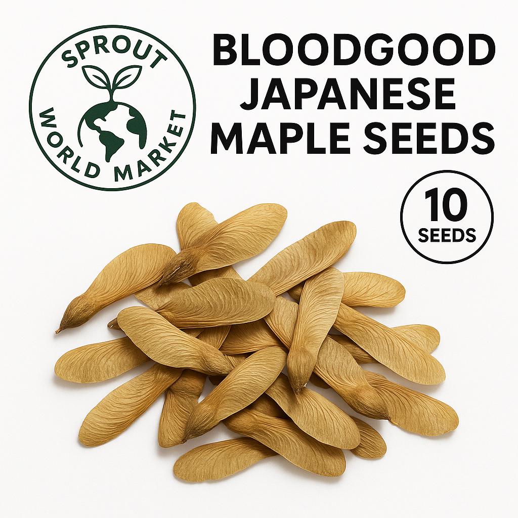 10 Bloodgood Japanese Maple Seeds – Ornamental Tree – Crimson Red ...