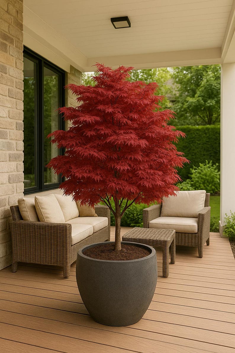 10 Bloodgood Japanese Maple Seeds – Ornamental Tree – Crimson Red ...