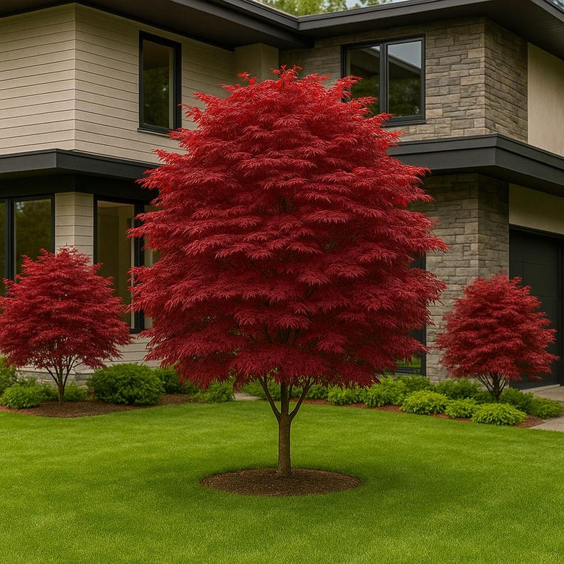 10 Bloodgood Japanese Maple Seeds – Ornamental Tree – Crimson Red ...