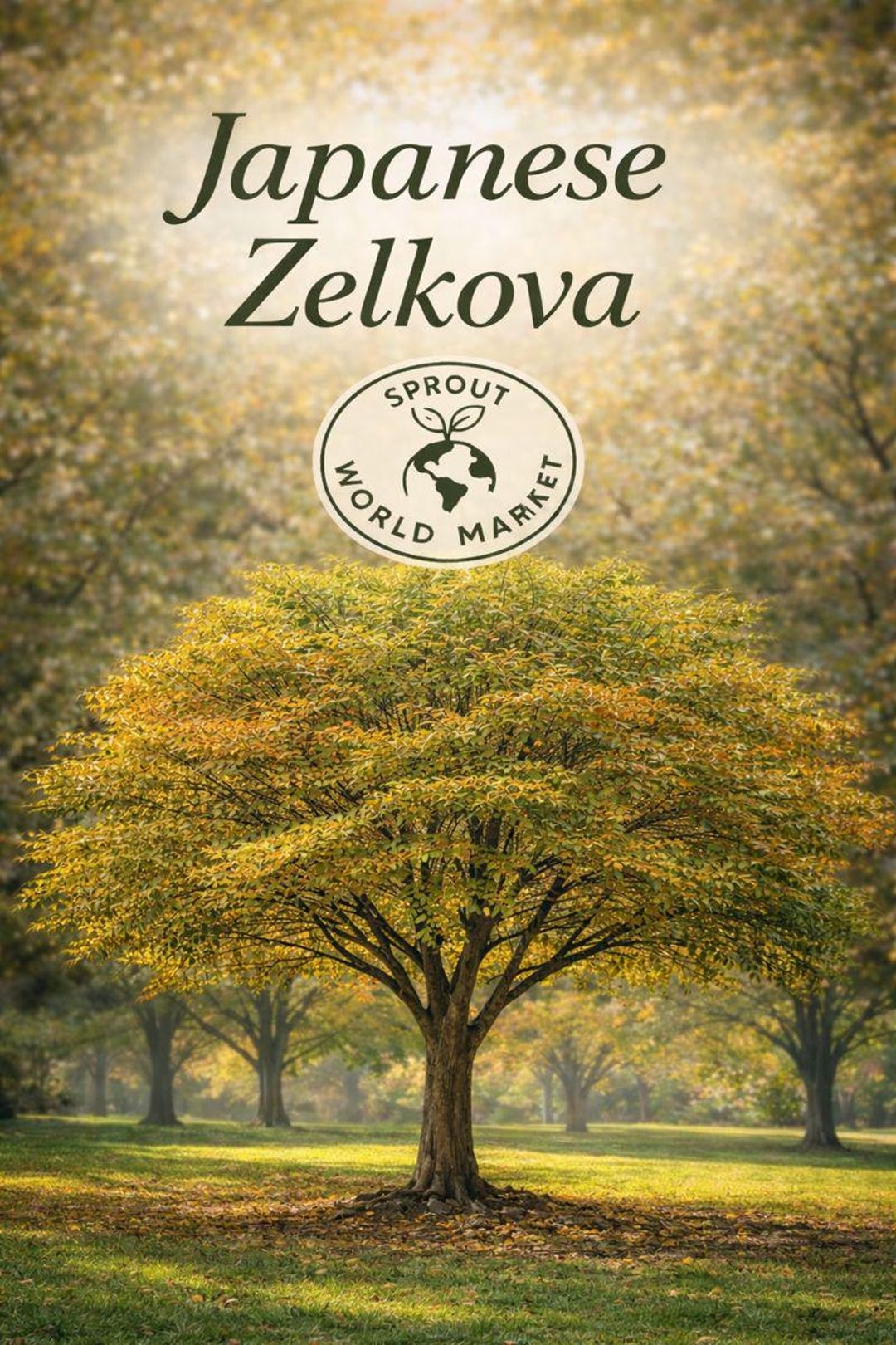 10 or 25 Japanese Zelkova Tree Seeds – Graceful Shade Tree With ...