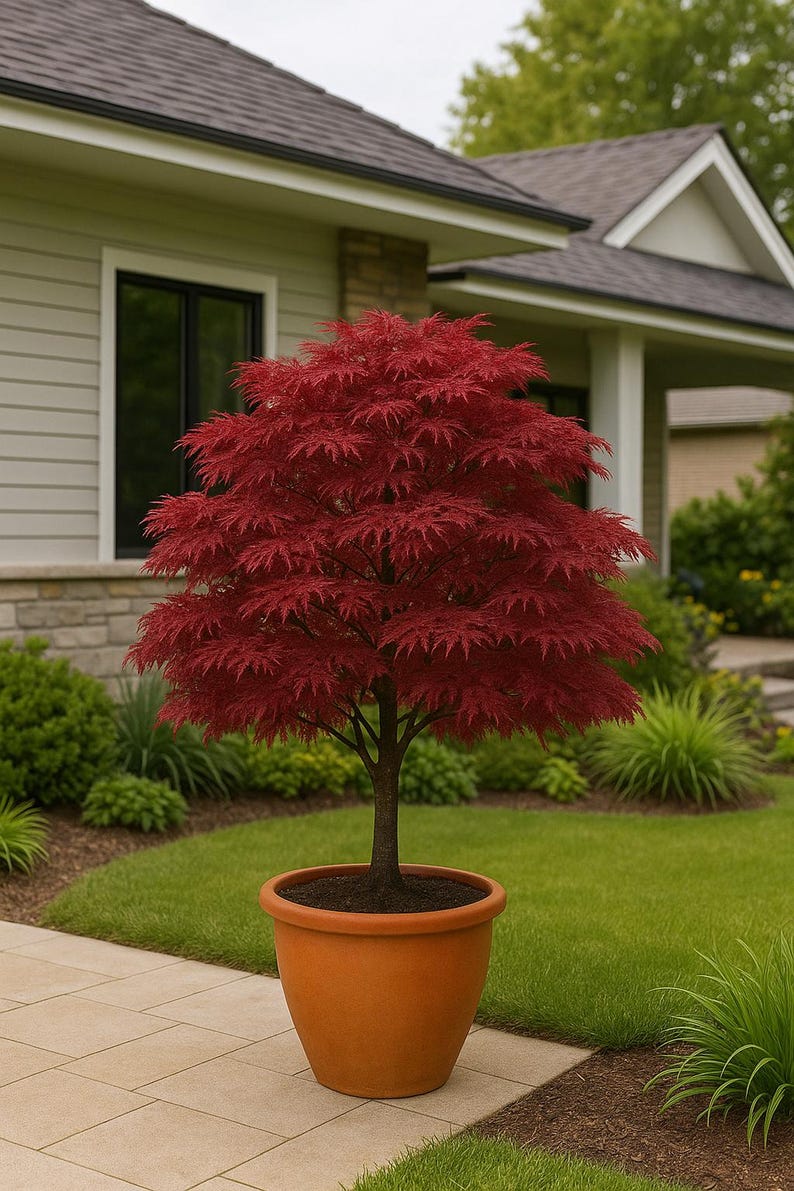 10 Bloodgood Japanese Maple Seeds – Ornamental Tree – Crimson Red ...