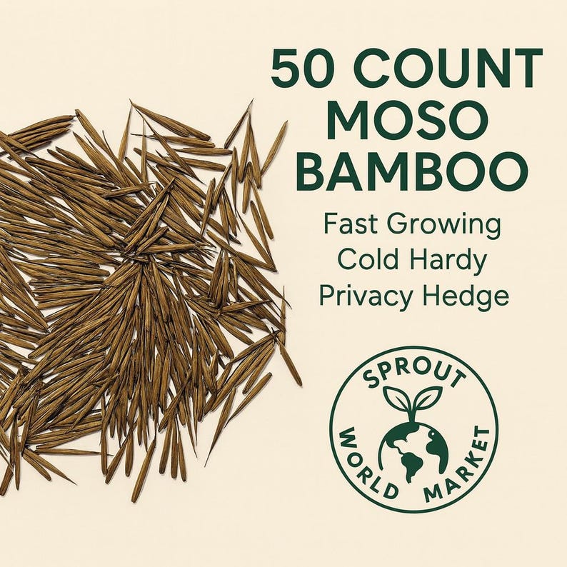 50 Moso Bamboo Seeds: Fast Growing Giant Timber, Privacy Hedge - Etsy