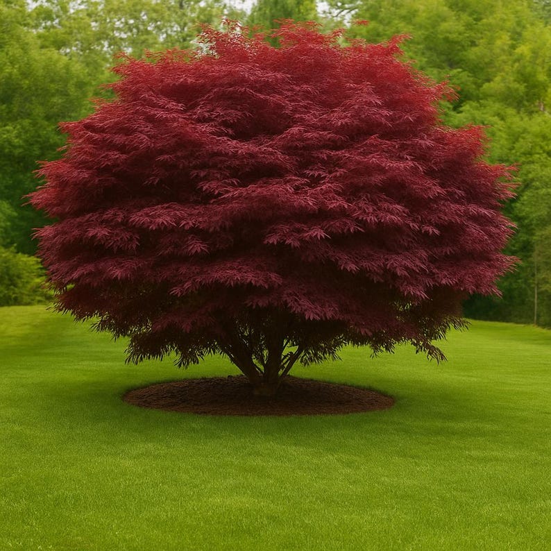 10 Bloodgood Japanese Maple Seeds – Ornamental Tree – Crimson Red ...