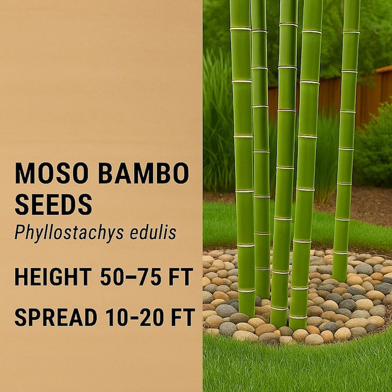 50 Moso Bamboo Seeds: Fast Growing Giant Timber, Privacy Hedge - Etsy