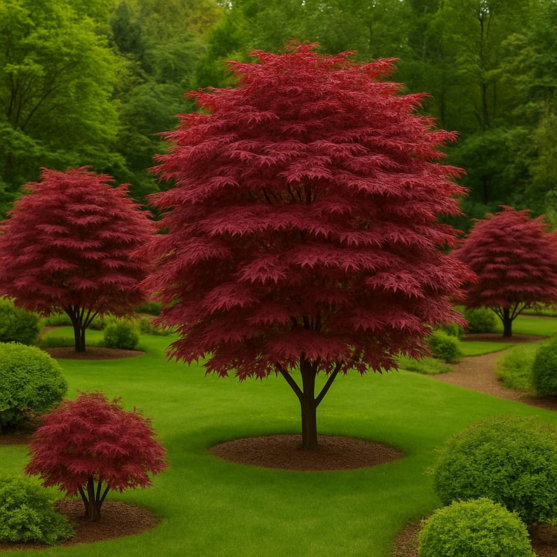 25 Bloodgood Japanese Maple Seeds – Ornamental Tree – Crimson Red ...