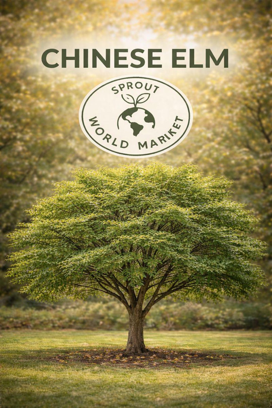 10, 25 or 50 Chinese Elm Tree Seeds – Fast Growing Shade Tree for Home ...