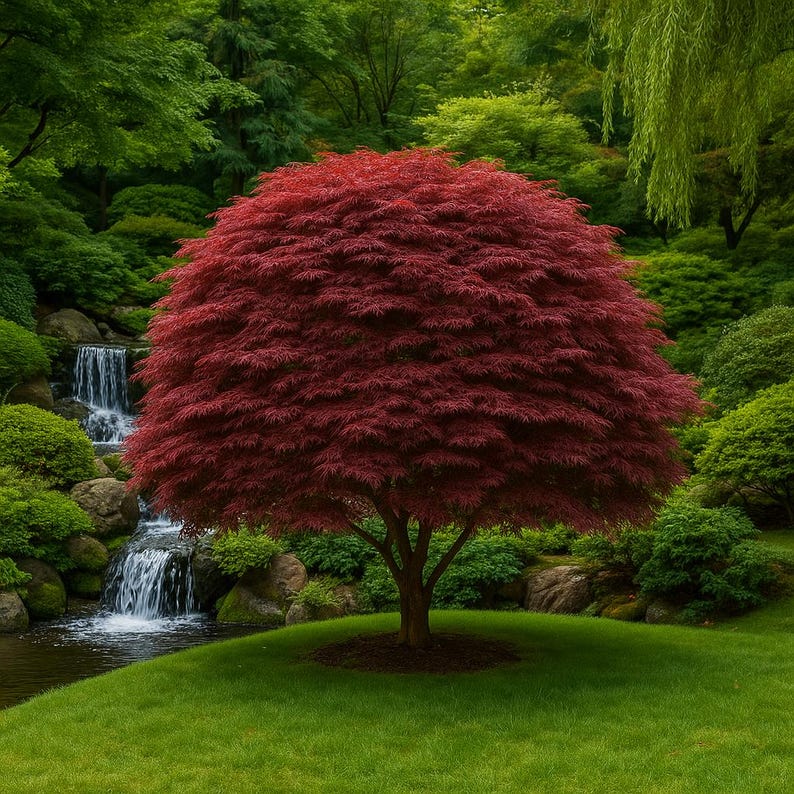 25 Bloodgood Japanese Maple Seeds – Ornamental Tree – Crimson Red ...