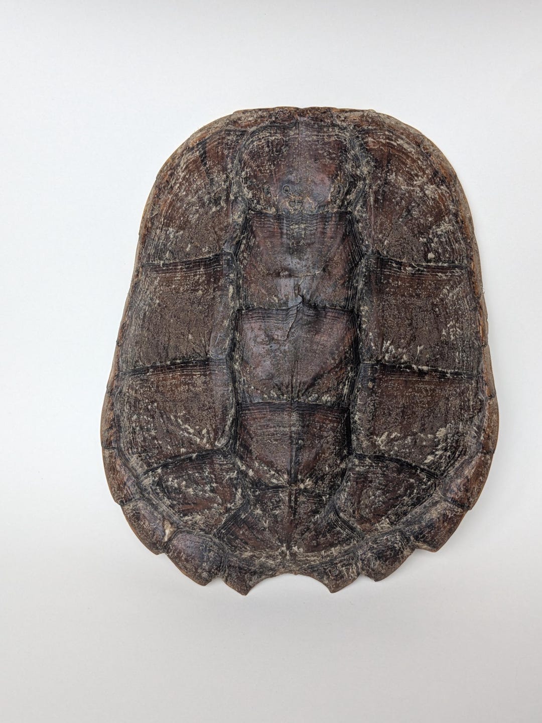 Freshwater Snapping Turtle Shell Unsealed Taxidermy Carapace Only 11 X ...