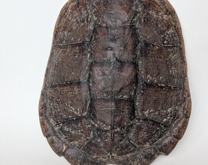 Freshwater Snapping Turtle Shell Unsealed Taxidermy | Carapace Only 11 ...